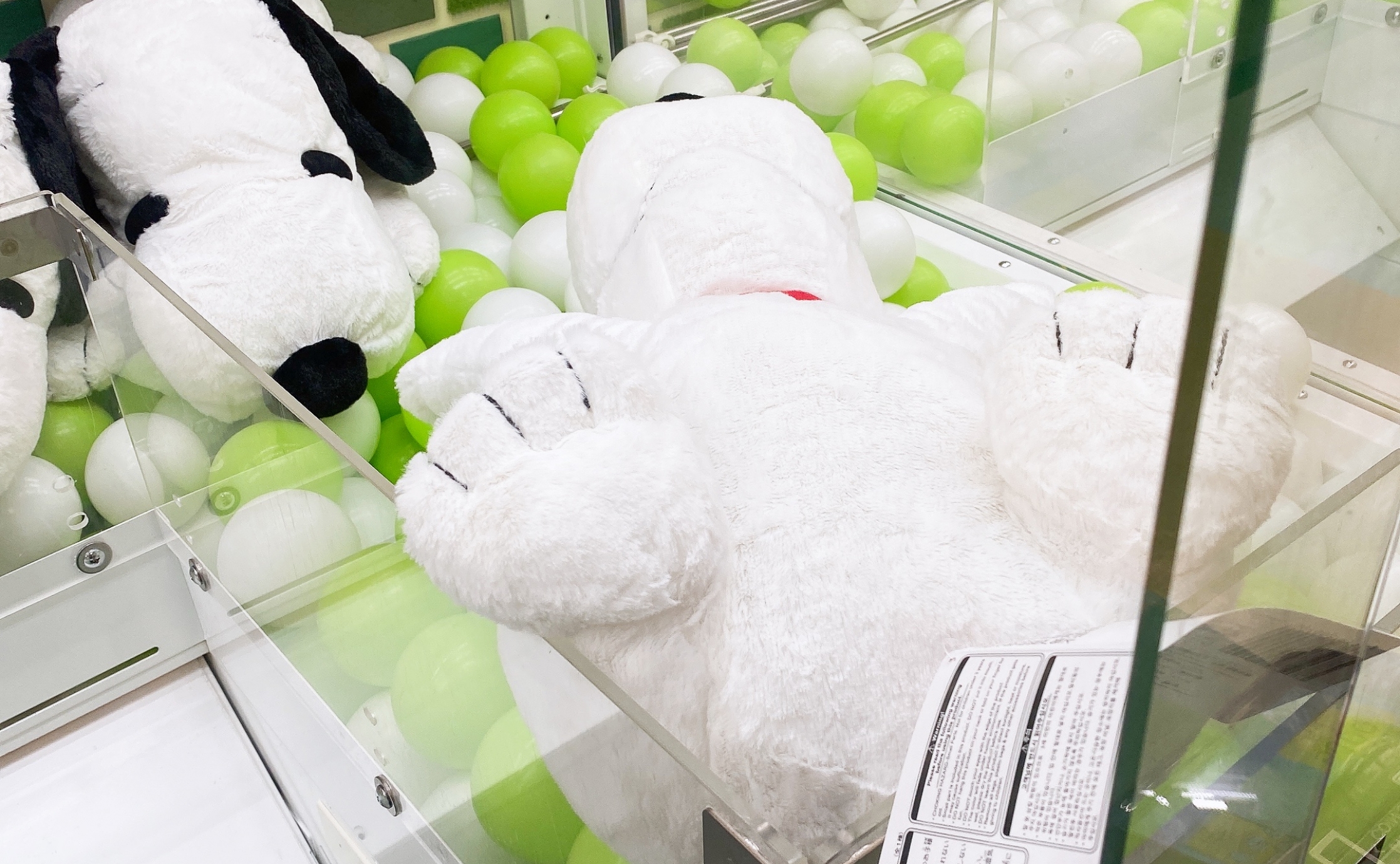 コロコロすぬたん。｜Alcocca梅田 大阪 （アルコッカ 梅田 大阪）